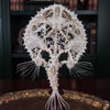 Real Frogfish Skeleton, Anglerfish, Antennariidae, Fish Taxidermy ...