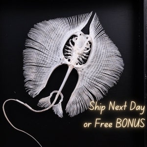 stingray skeleton mount