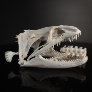 Real Moray Eel Skull 10 Cm, Monster Fish Taxidermy, Pharyngeal Jaw - Etsy