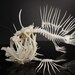Real Frogfish Skeleton, Anglerfish, Antennariidae, Fish Taxidermy ...