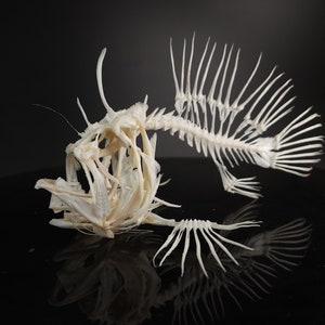 Real Frogfish Skeleton, Anglerfish, Antennariidae, Fish Taxidermy ...