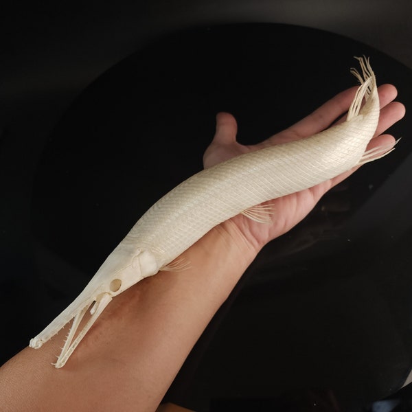 Taxidermy Alligator - Etsy