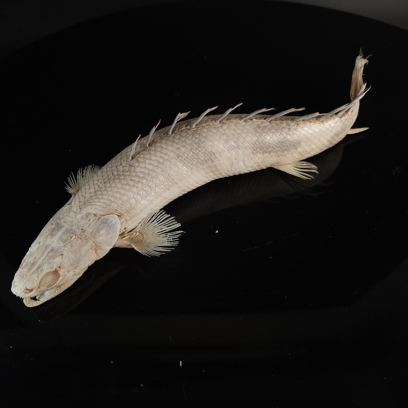Real Mottled Bichir Skeleton Polypterus Weeksii Real Fish - Etsy