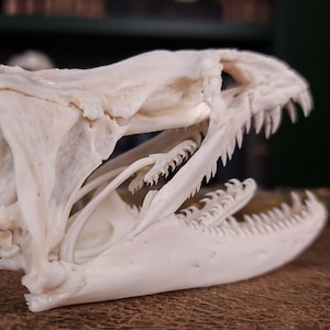 Real Moray Eel Skull 10 Cm, Monster Fish Taxidermy, Pharyngeal Jaw - Etsy