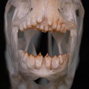 Real Pacu Fish Skeleton, Gothic Home Decor, Oddities and Curiosities ...