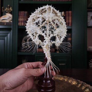Real Starry Seabat, Batfish, Fish Skeleton Taxidermy, Minipizza Seabat ...