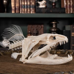 Real Moray Eel Skull 13 Cm, Pharyngeal Jaw, Creepy Horror Oddities Gift ...