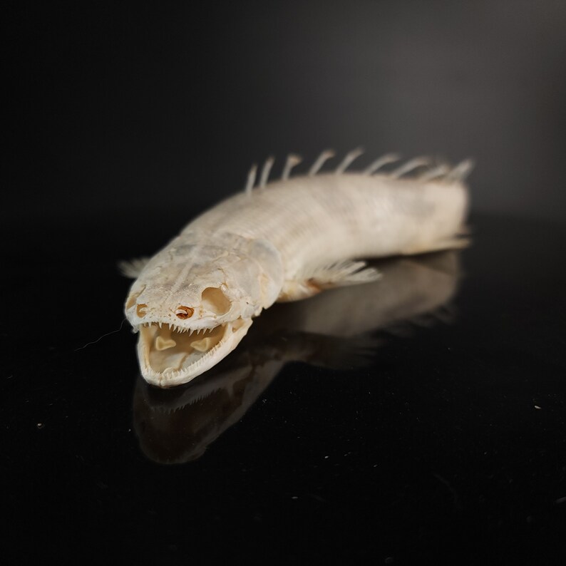 Real Mottled Bichir Skeleton Polypterus Weeksii Real Fish - Etsy