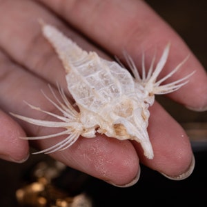 Real Dragon Sea Moth Skeleton, Seamoth, Pegasidae, Fish Taxidermy ...