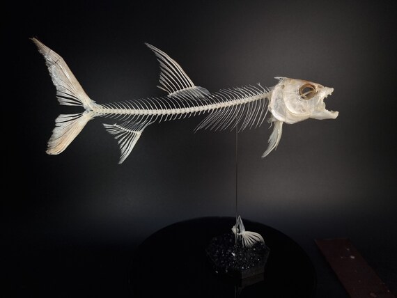 Real Tigerfish Skeleton Goliath Tigerfish Fish Taxidermy | Etsy