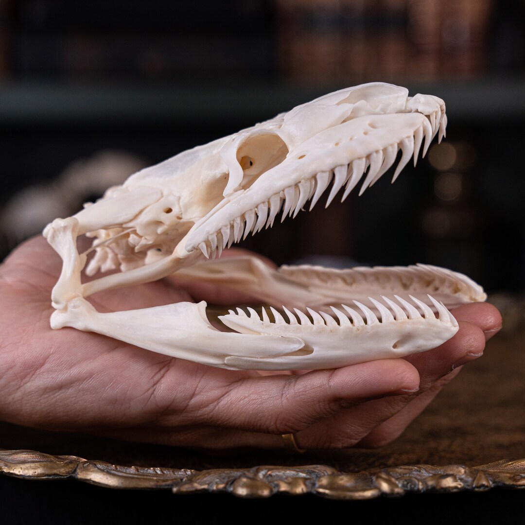 Real Python Skull 12.5 Cm, Snake Skull, Snake Skeleton, Taxidermy - Etsy