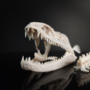 Real Moray Eel Skull 10 Cm, Monster Fish Taxidermy, Pharyngeal Jaw - Etsy
