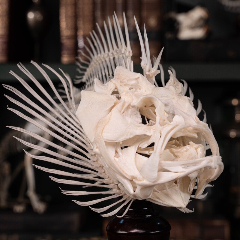 Skeleton Bone Bones - Etsy