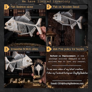 Real Pacu Fish Skeleton, Gothic Home Decor, Oddities and Curiosities ...