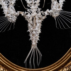 Real Starry Batfish Skeleton, Fish Taxidermy, Halieutaea Sp Bones ...