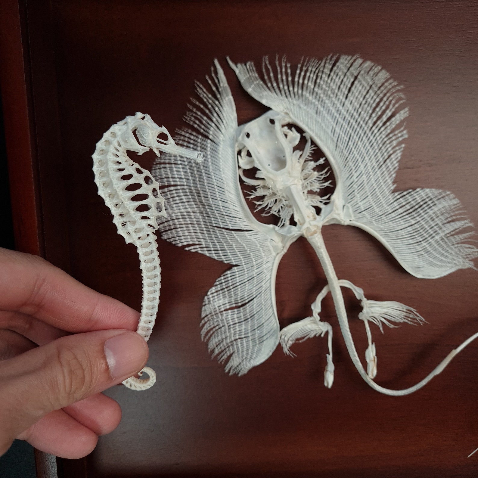 Real STINGRAY Skeleton Magnet Mounting Fish Taxidermy in - Etsy