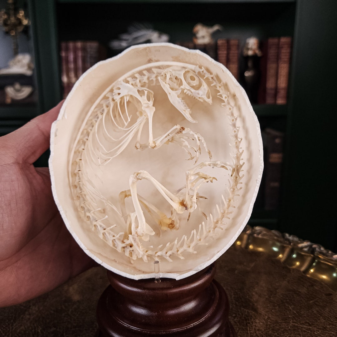 Dinosaur Embryo Resembled From Real Butterfly Agama Skeleton Curled up ...