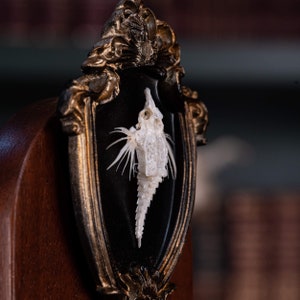 Real Dragon Sea Moth Skeleton, Seamoth, Pegasidae, Fish Taxidermy ...