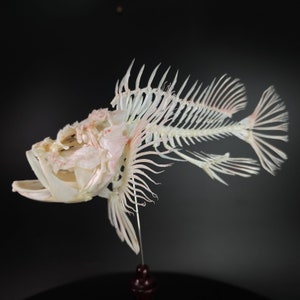 Real Red Scorpionfish Skeleton Poisonous Fish Scorpaena - Etsy