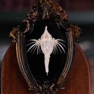 Real Dragon Sea Moth Skeleton, Seamoth, Pegasidae, Fish Taxidermy ...