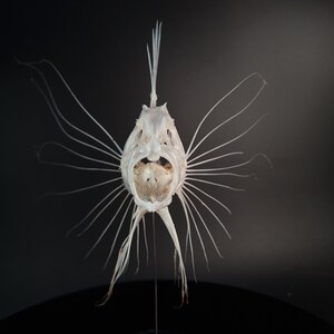 Real Lionfish Skeleton, Dendrochirus, Fish Taxidermy, on Display Base ...