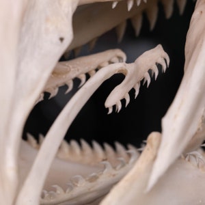 Real Moray Eel Skull 13 Cm, Pharyngeal Jaw, Creepy Horror Oddities Gift ...
