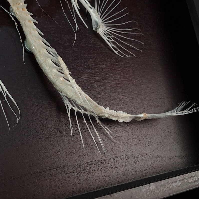 Real Monkfish Skeleton Lophius Monster Fish in Shadow Box - Etsy