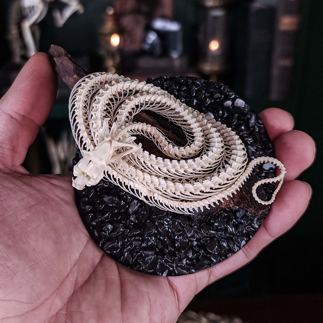 Real Snake Skeleton Sleeping on Tree, Snake Skull Taxidermy, Snake ...