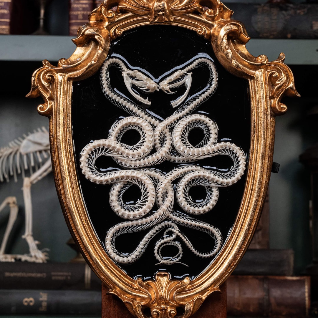 Real Viper Snake Skeleton Taxidermy: Caduceus Symbol, Gothic Baroque ...