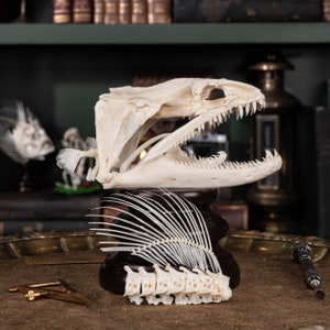Real Moray Eel Skull 13 Cm, Pharyngeal Jaw, Creepy Horror Oddities Gift ...
