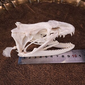 Real Moray Eel Skull 10cm Decor Taxidermy Fish Skeleton Oddity ...