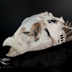 Real Silver Toadfish Skull, Silver Toadfish Skeleton, Lagocephalus ...