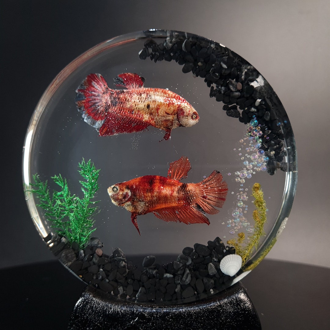 Real BETTA FISH Couple Mummified Fish Fish Taxidermy Resin - Etsy