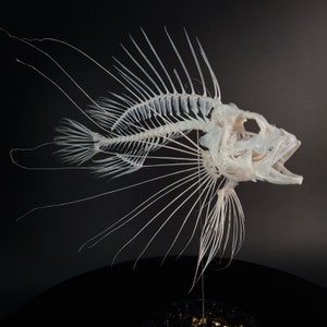 Real Lionfish Skeleton, Dendrochirus, Fish Taxidermy, on Display Base ...