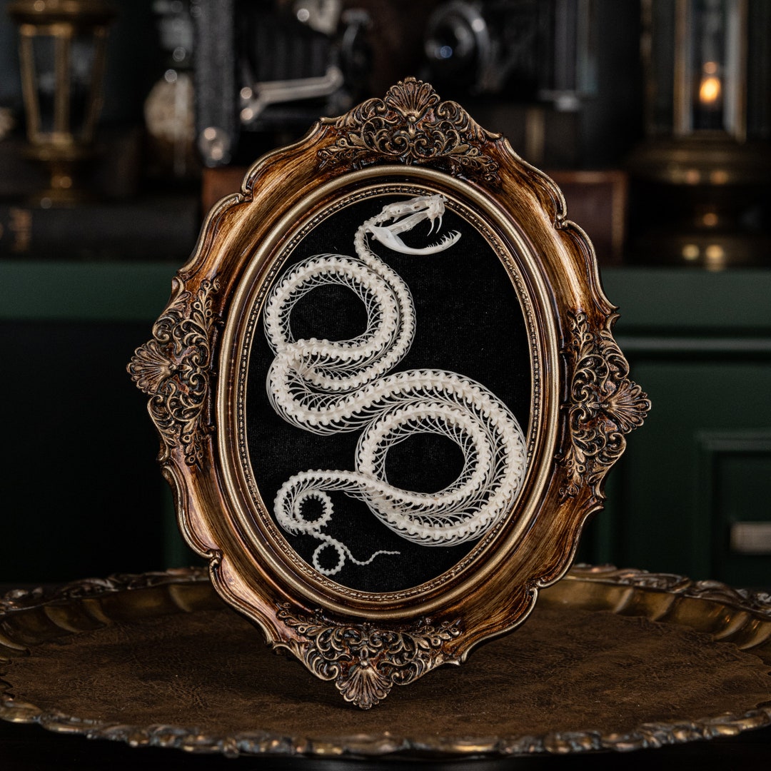 Real Viper Snake Skeleton Snake Taxidermy on Gothic Frame - Etsy UK