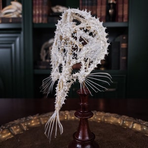 Real Starry Seabat, Batfish, Fish Skeleton Taxidermy, Minipizza Seabat ...