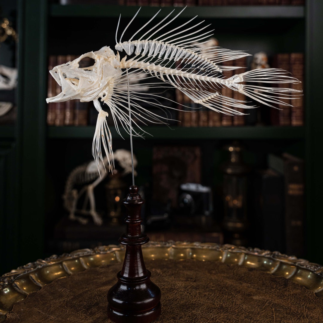 Real Lionfish Skeleton, Dendrochirus, Fish Taxidermy, on Queen Chess ...