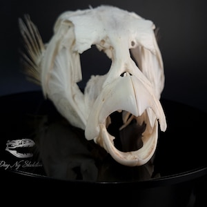 Real Silver Toadfish Skull, Silver Toadfish Skeleton, Lagocephalus ...