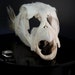 Real Silver Toadfish Skull, Silver Toadfish Skeleton, Lagocephalus ...