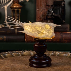 Real Longhorn Cowfish, Lantern in Boxfish Skeleton, Magnet Mounted Onto ...