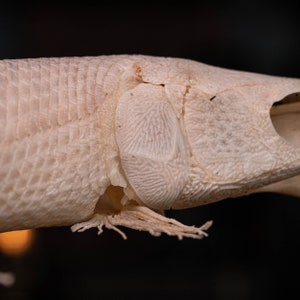 Alligator Gar Skeleton Real Fish Taxidermy, Oddities Curiosities ...