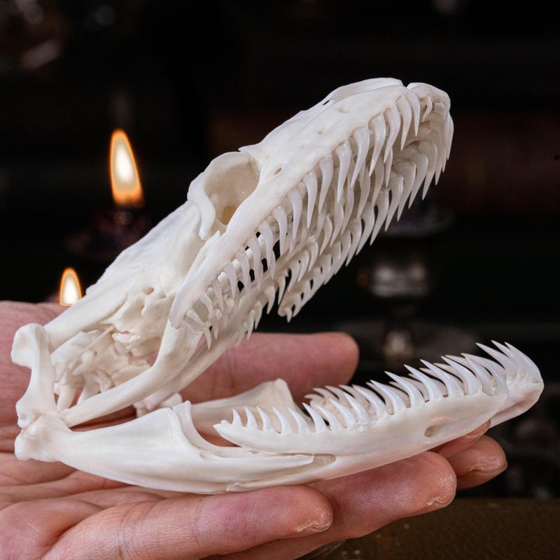 Skins and Bones Oddities - Etsy