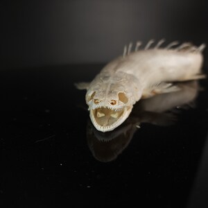 Real Mottled Bichir Skeleton Polypterus Weeksii Real Fish - Etsy