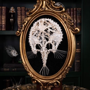 Real Starry Batfish Skeleton, Fish Taxidermy, Halieutaea Sp Bones ...