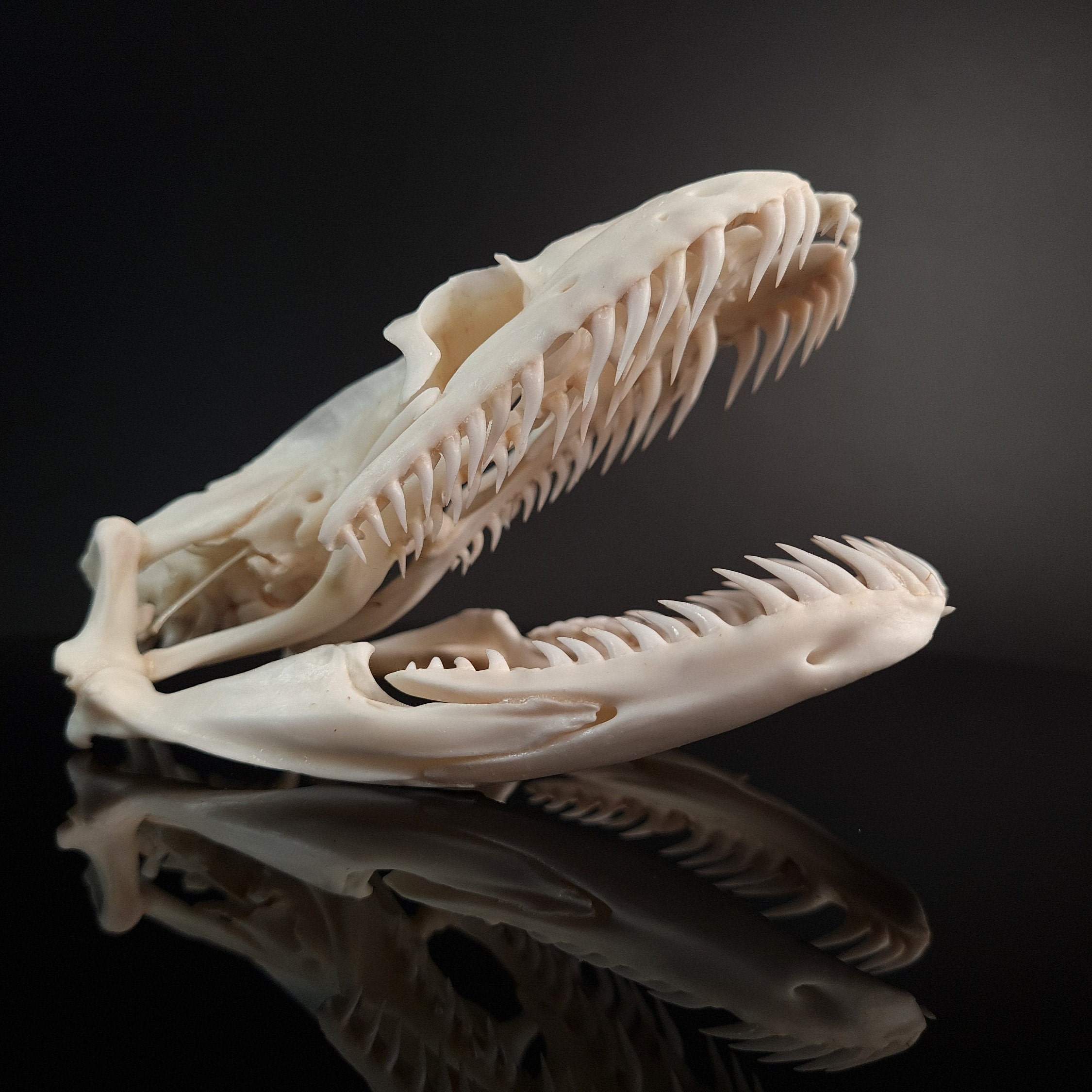 Anaconda Skeleton