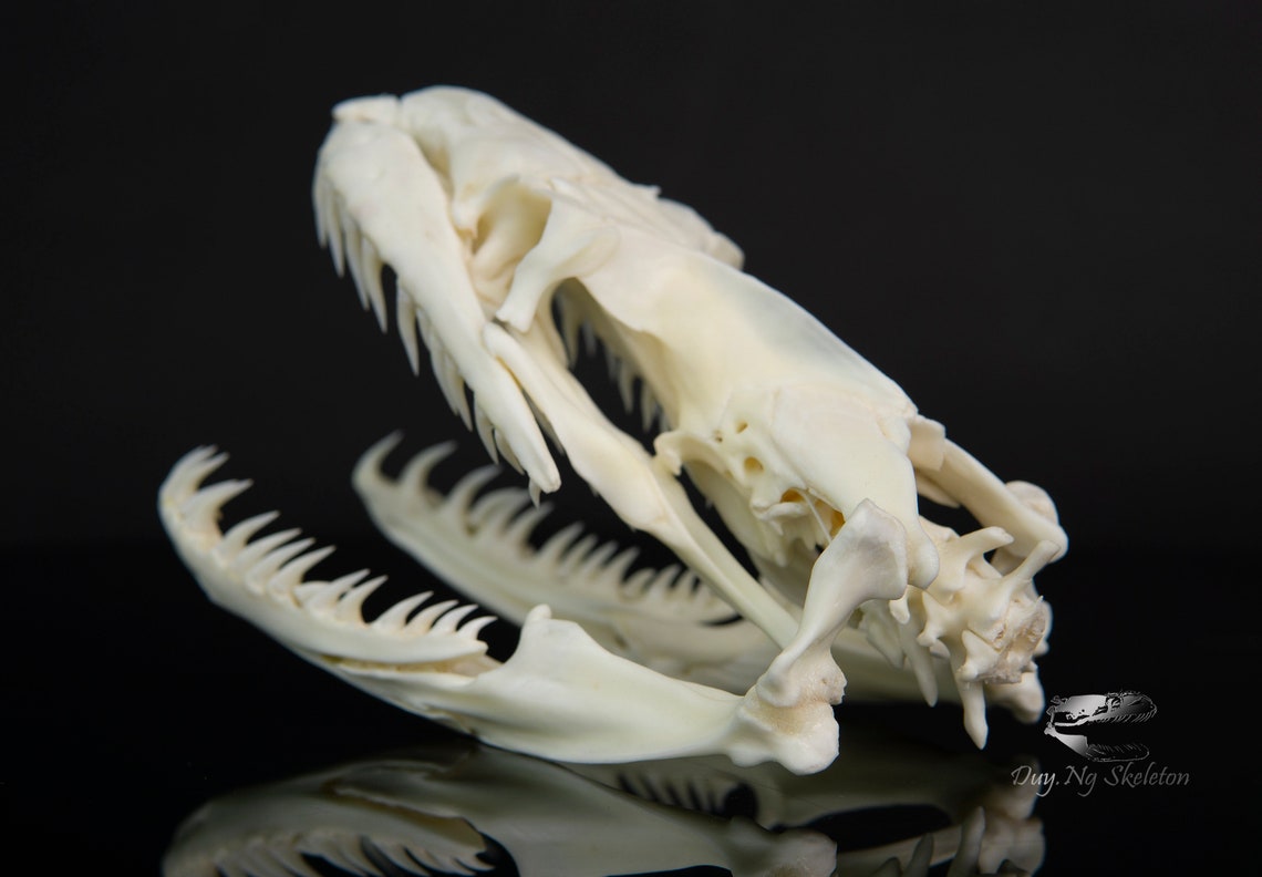 Real Python Skull 11.5 cm XXL Snake skull Snake skeleton | Etsy