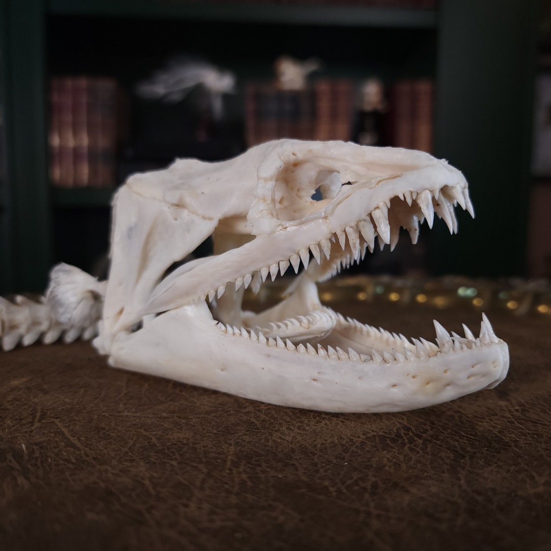 Real Giant Moray Eel Skull 14 Cm, With Pharyngeal Jaw, Monster Fish ...
