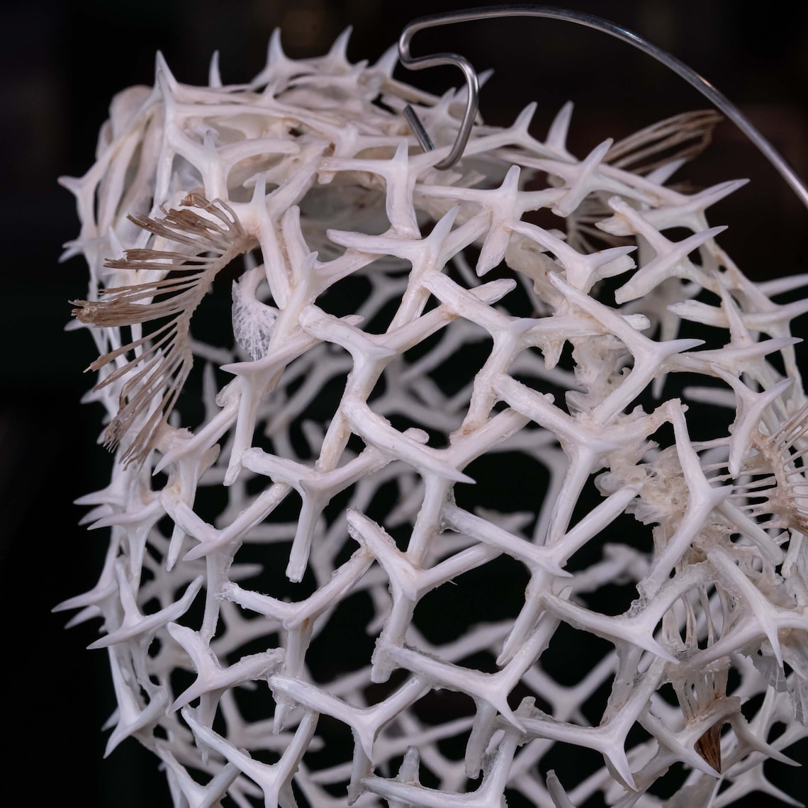 Real Pufferfish Skeleton, Fish Taxidermy, Porcupine Fish - Etsy