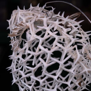 Real Pufferfish Skeleton, Fish Taxidermy, Porcupine Fish - Etsy