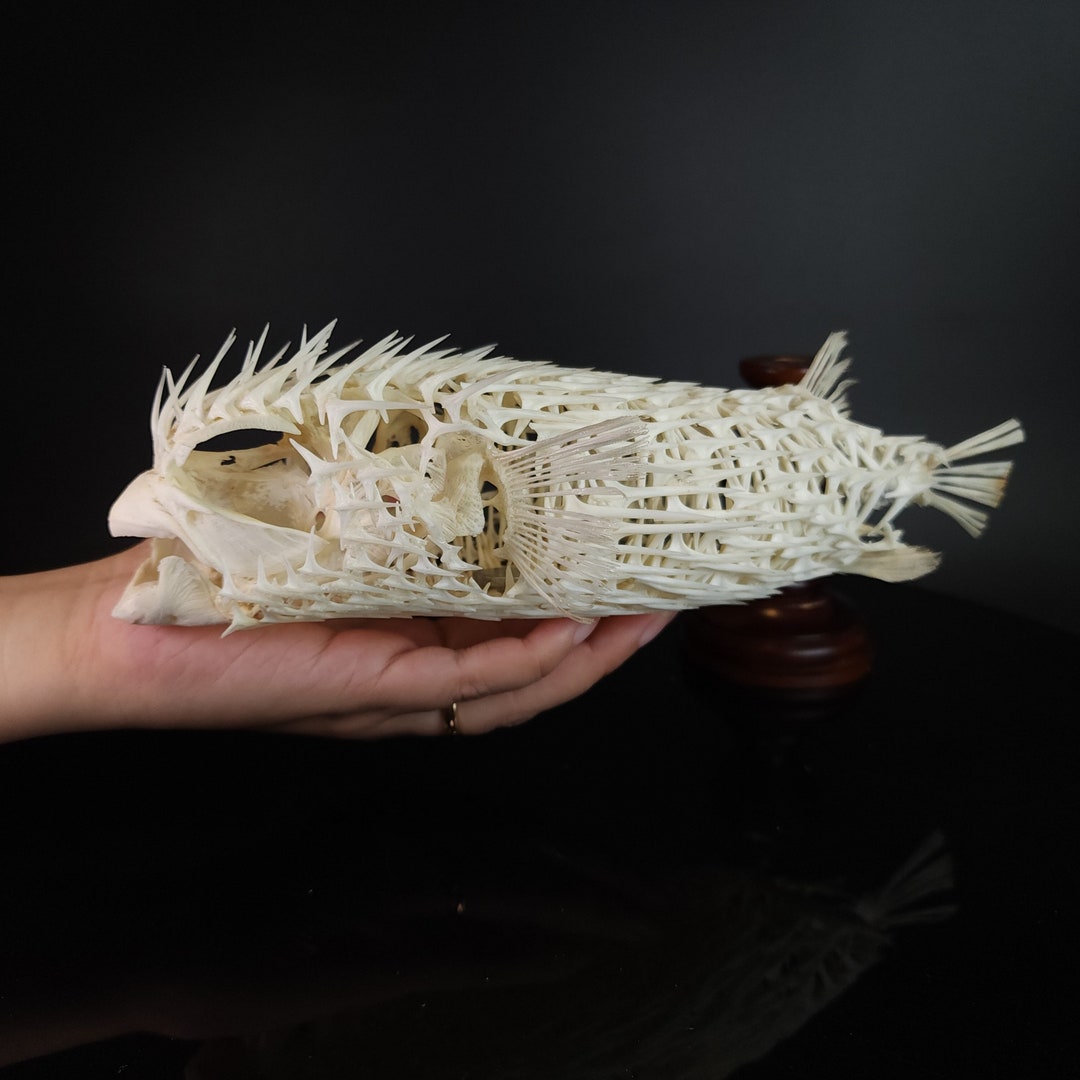Real Porcupinefish Skeleton 28 Cm, Pufferfish Skeleton, Fish Taxidermy ...